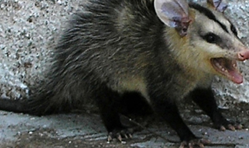 O dia do cassaco - Diário do Sertão